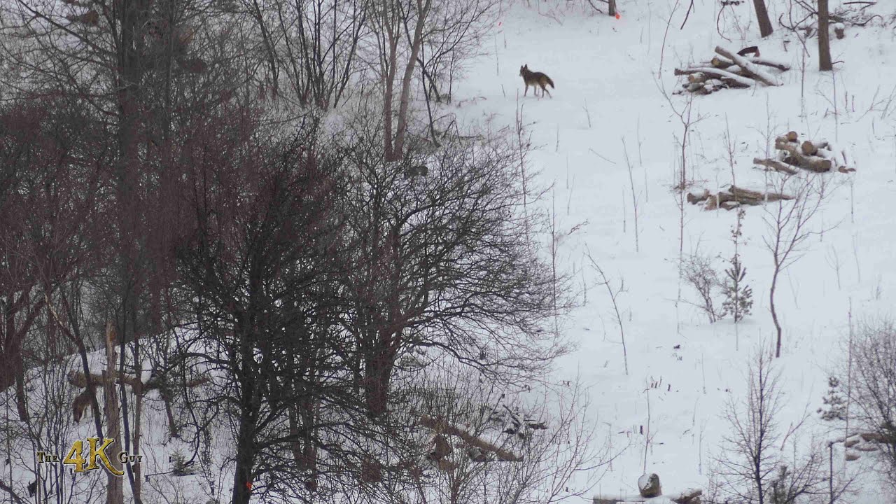 Three coyotes spotted in Toronto amidst city-wide lockdown - YouTube