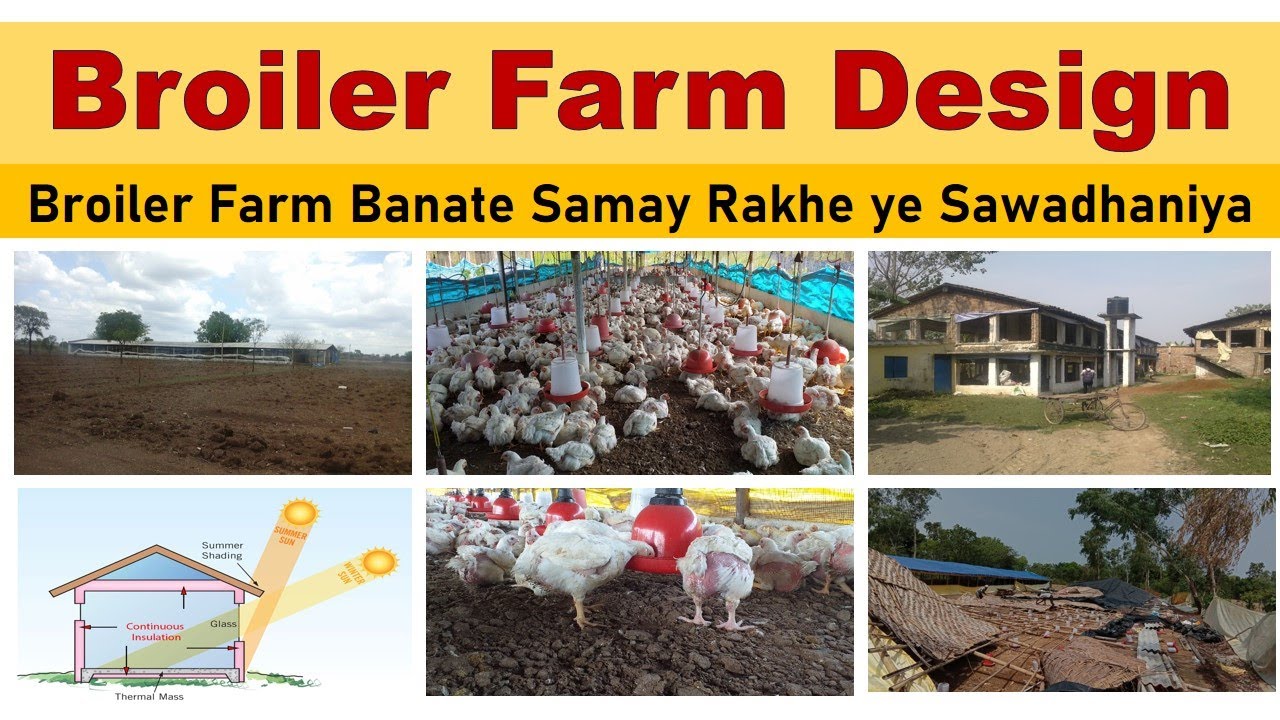 Broiler Shed Design | Poultry House | Broiler Shed Kaise Banaye ...