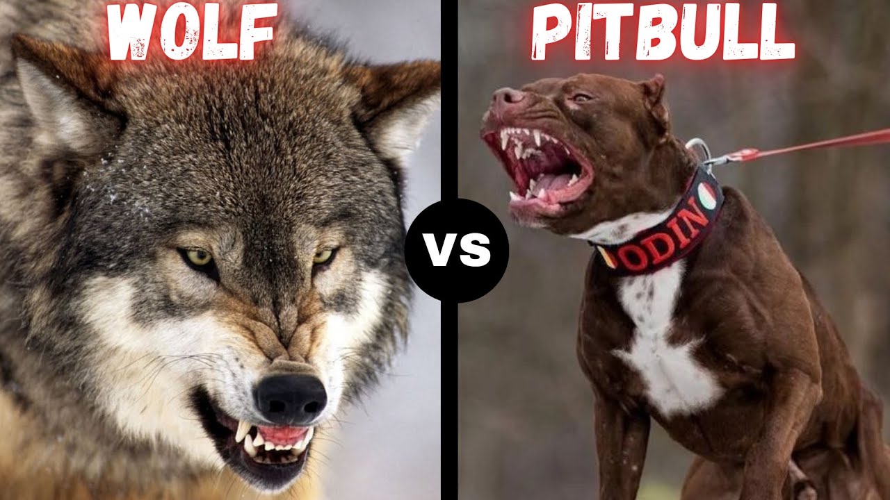Pitbull vs Wolf - What If They Would Fight? - YouTube