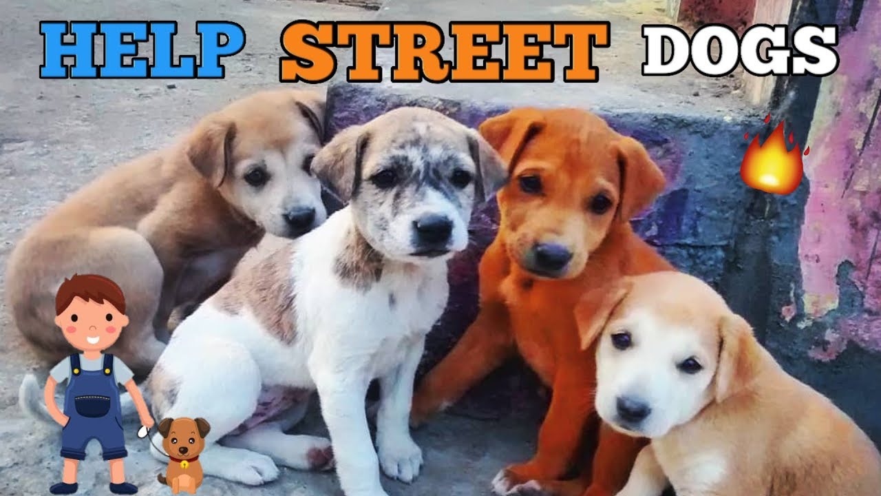 Help Street Dogs / At mix special video / Please do care of street Dogs ...