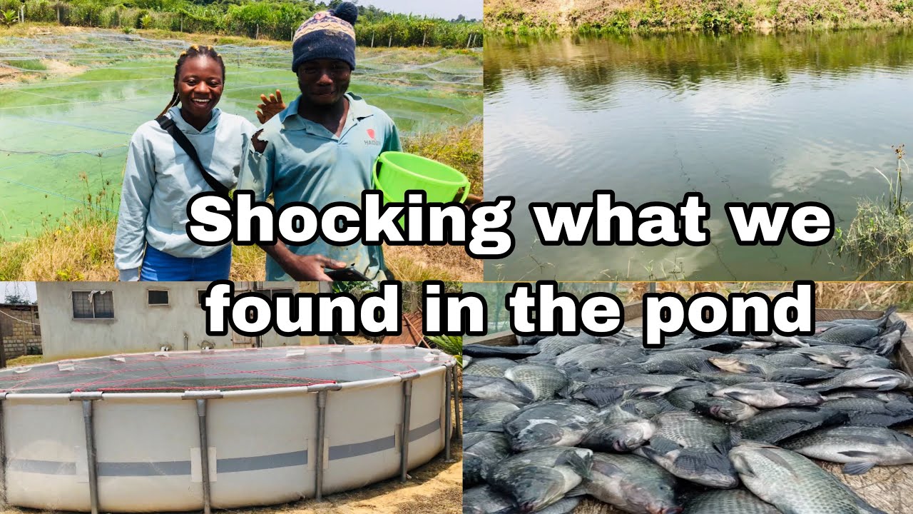HIDDEN SECRET OF FISH FARMING IN GHANA EXPOSED|MENTAINING FISH POND ...