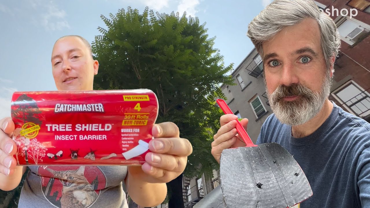 Create Sticky Tape Trap for Spotted Lanternflies with Bird Protector ...