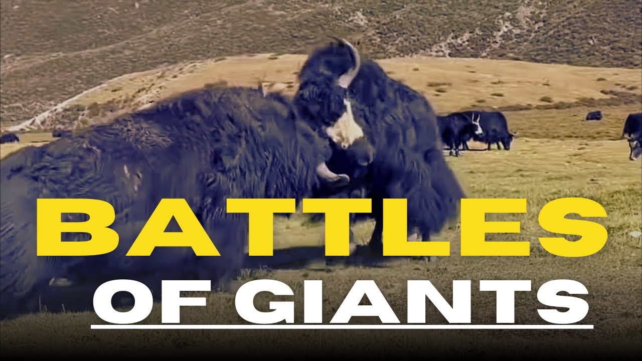 REAL Yak Fight | Behind Nature's Most Powerful Battles #yakfight # ...