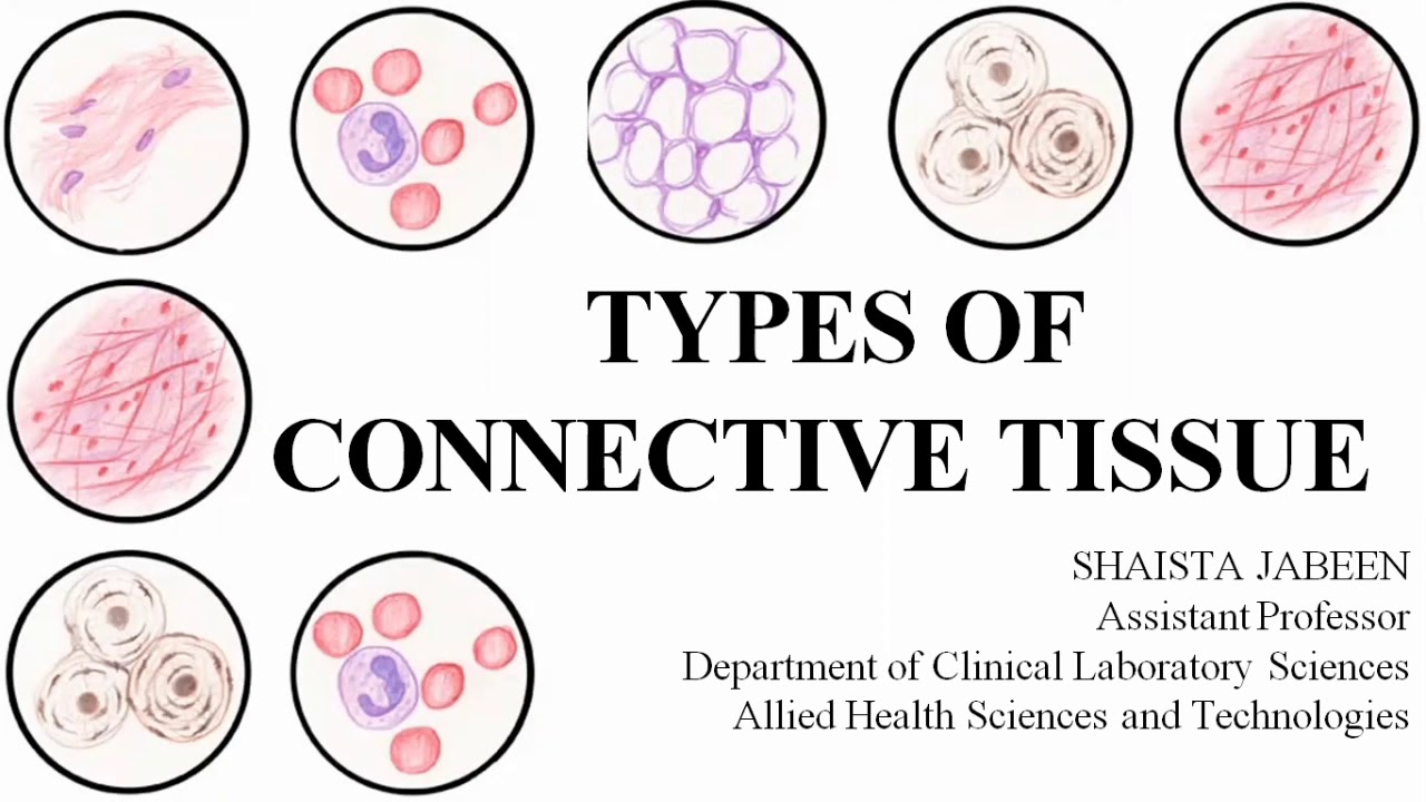 Types Of Connective Tissue