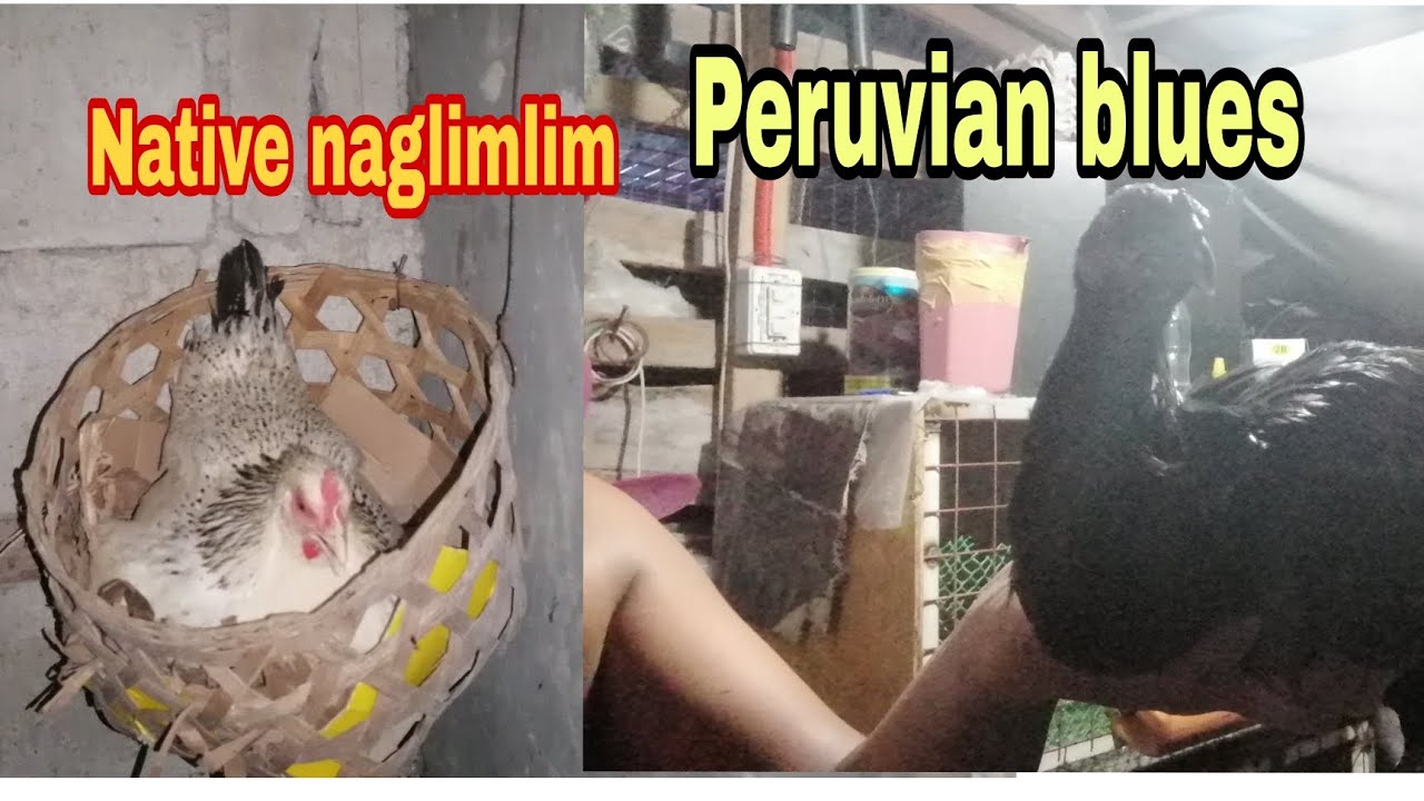 EPISODE 45:PERUVIAN BLUES UPDATE, NATIVE NAGLILIM-LIM NA - YouTube