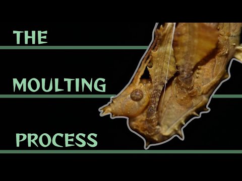 Are Insects At Risk During Molting Period