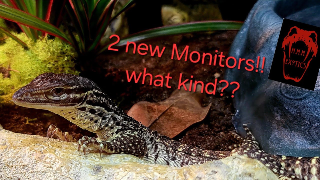Argus monitor and Mangrove monitor!! 2 new monitor lizards that are ...