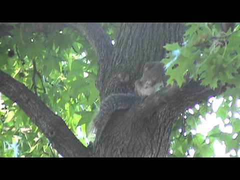 Ethogram Footage for an Eastern Grey Squirrel - YouTube