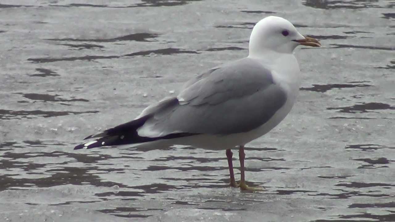 Kalalokki (Larus canus) - YouTube