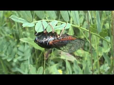 Cikáda chlumní Cicadetta montana.mpg - YouTube