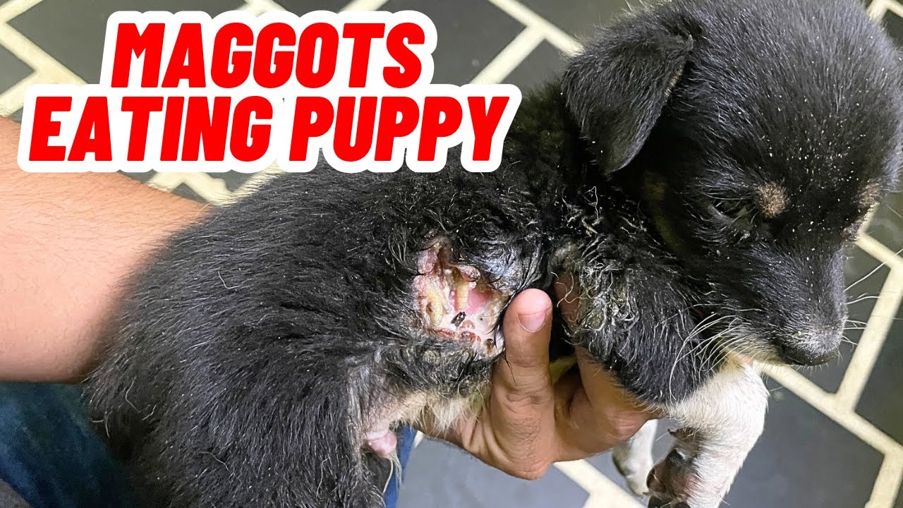 Maggots Were Eating His Tiny Body , Yet Puppy Still Wagged His Tail ...