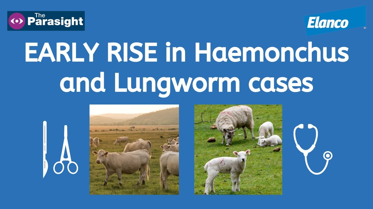 Lungworm in cattle and Haemonchus in sheep - YouTube