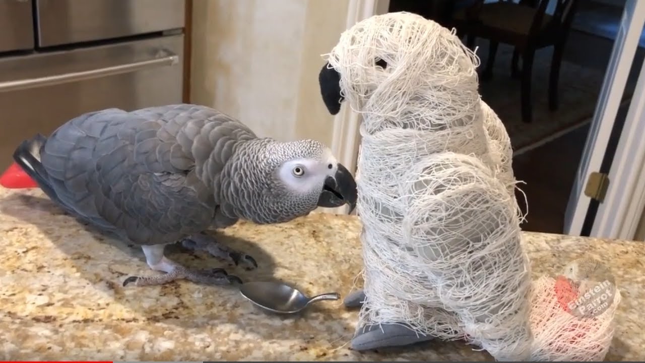 Parrot encounters scary mummy, hilarity ensues - YouTube