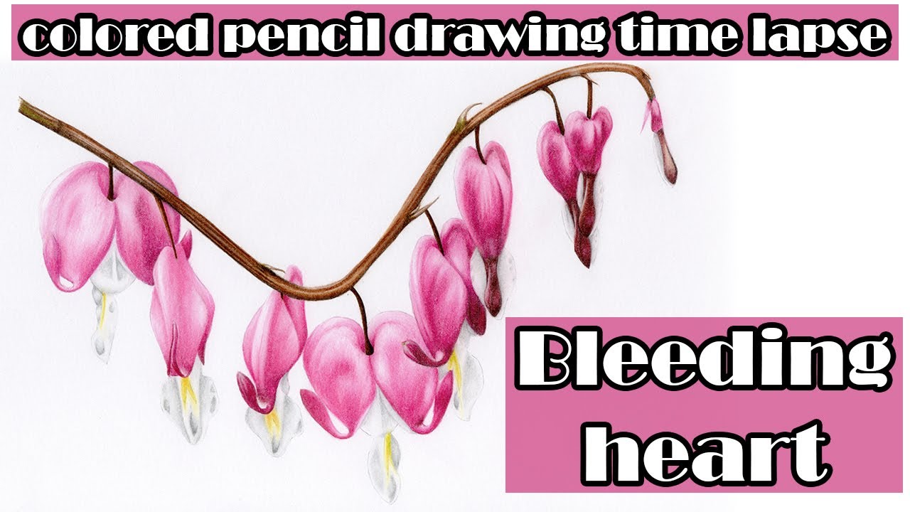 How To Draw A Bleeding Heart Flower | Best Flower Site