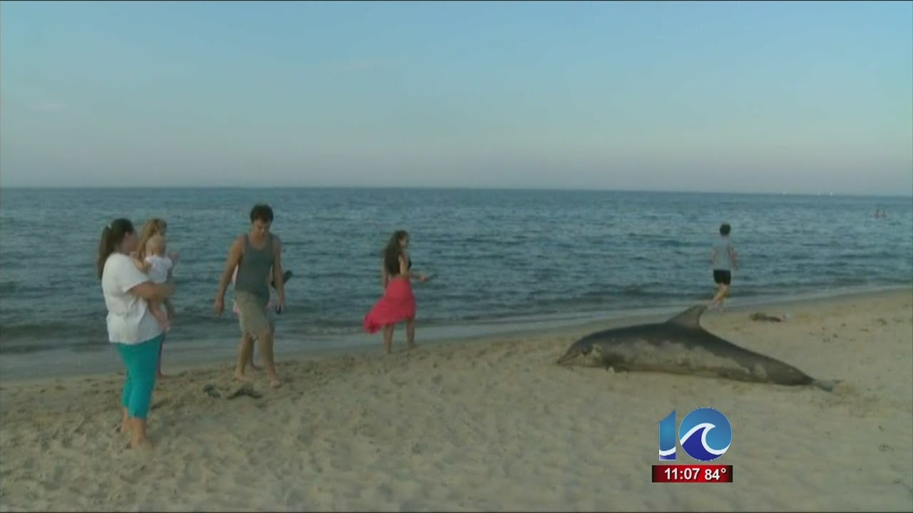 Dead dolphin found on Norfolk beach - YouTube