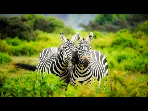 Kruger Park nature sounds | Skukuza Rest Camp, KNP, South Africa | African safari sounds 🌍103