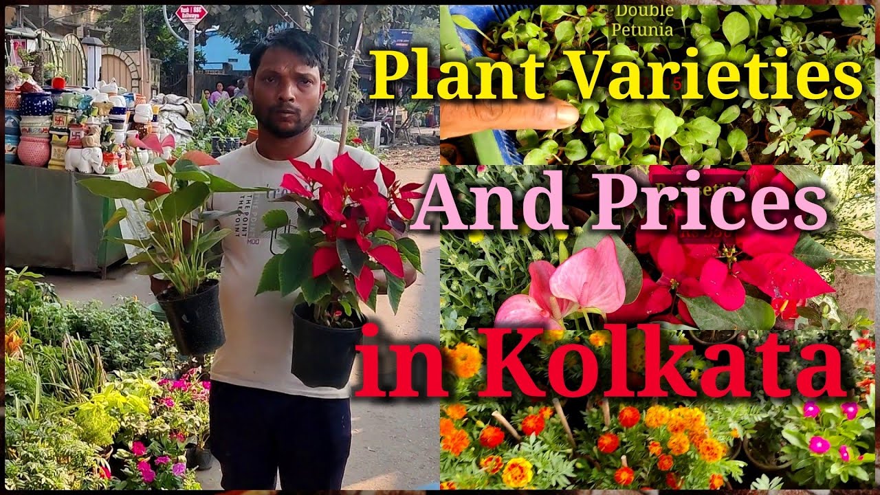 Just Checking the Plant Prices in Kolkata. Plant Shopping Haul - YouTube