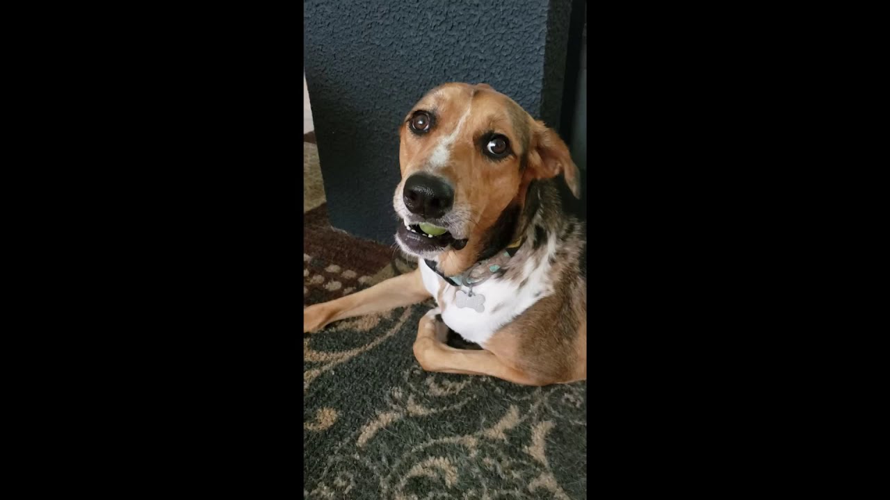 Funny reaction of Kota Dog trying an olive for the first time - YouTube