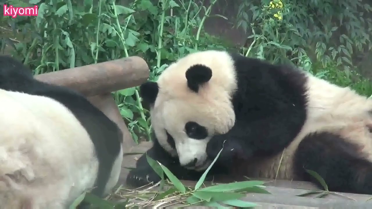 푸바오♡아이바오♡러바오 3. 9 촬영/ Filming on March 9th Eveland Panda world/ 3/9 撮影 ...