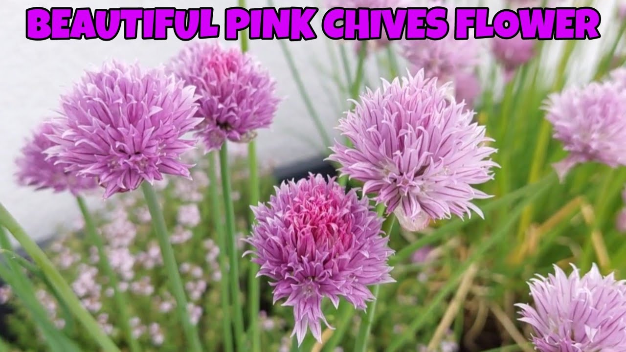 pretty chives flowers - YouTube
