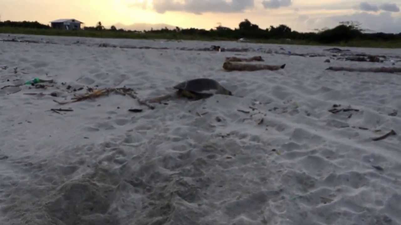 Amazing sea turtle digging an eggnest - YouTube