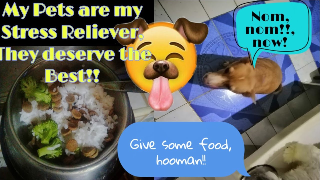 When You Adore Your FURBABIES Too Much + My furbaby's Tiktok || Pets ...