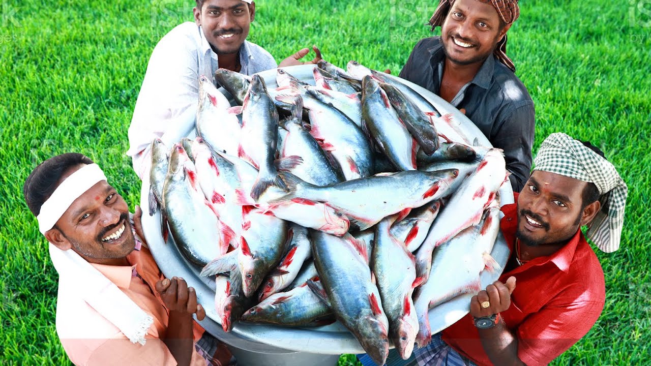 35 PANGAS FISH | Pangasius Fish Cooking in Village Style | Traditional ...