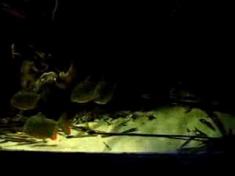 Lobe-toothed Piranha.avi