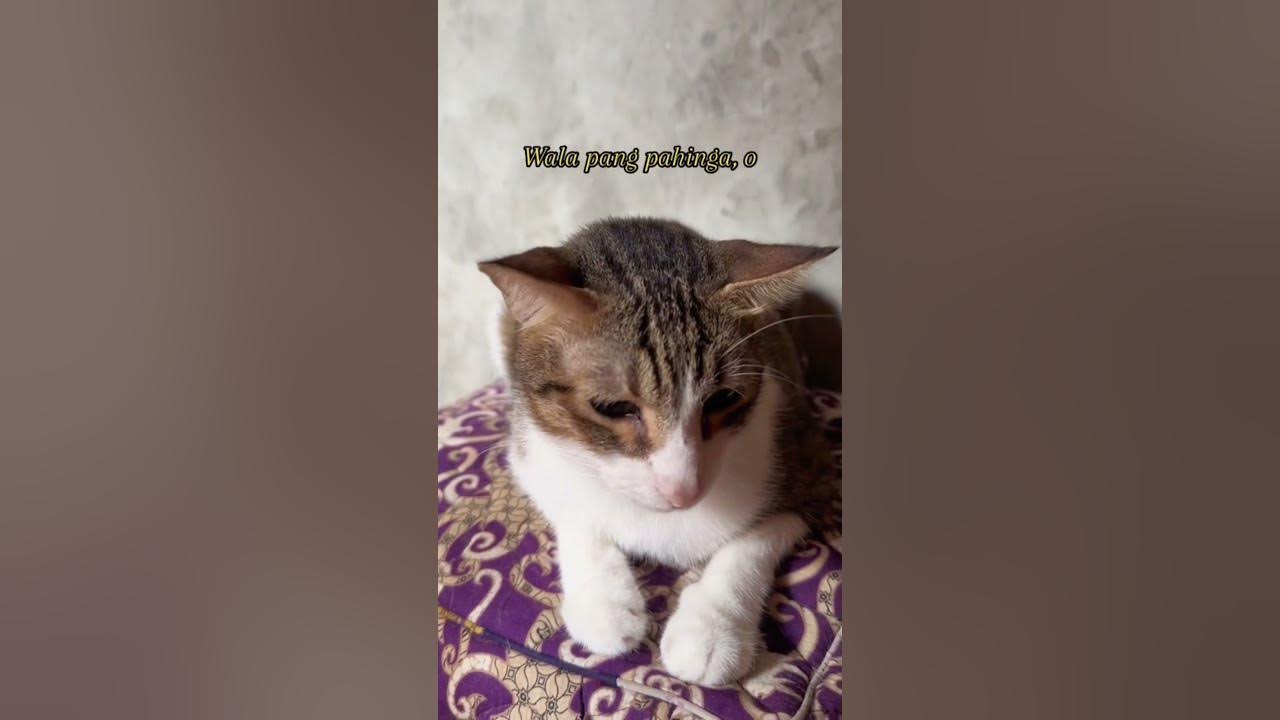 Gusto Lang Naman Niya Ng Quality Time With His Hooman Cat Catlover Funnycats Avetyfurryfam