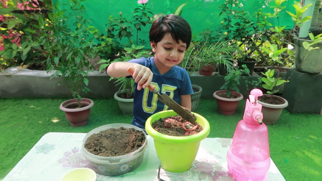 Easy Tomato Planting Activity for Kids #gardenactivityforkids # ...