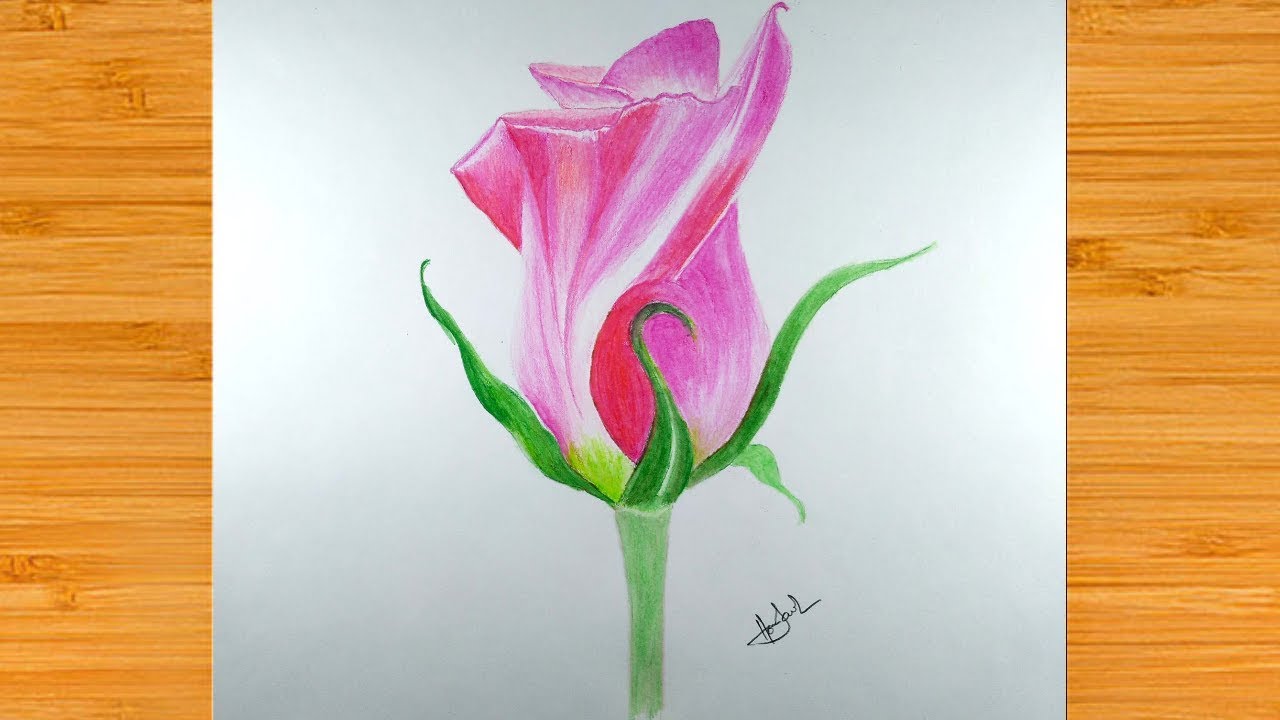 How To Draw A Realistic Rose In Colored Pencil || Step By Step Rose ...