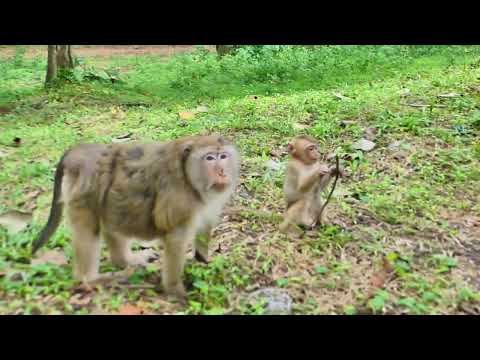 Sad Little Baby Monkey Abandoned In The Rain Crying For Help