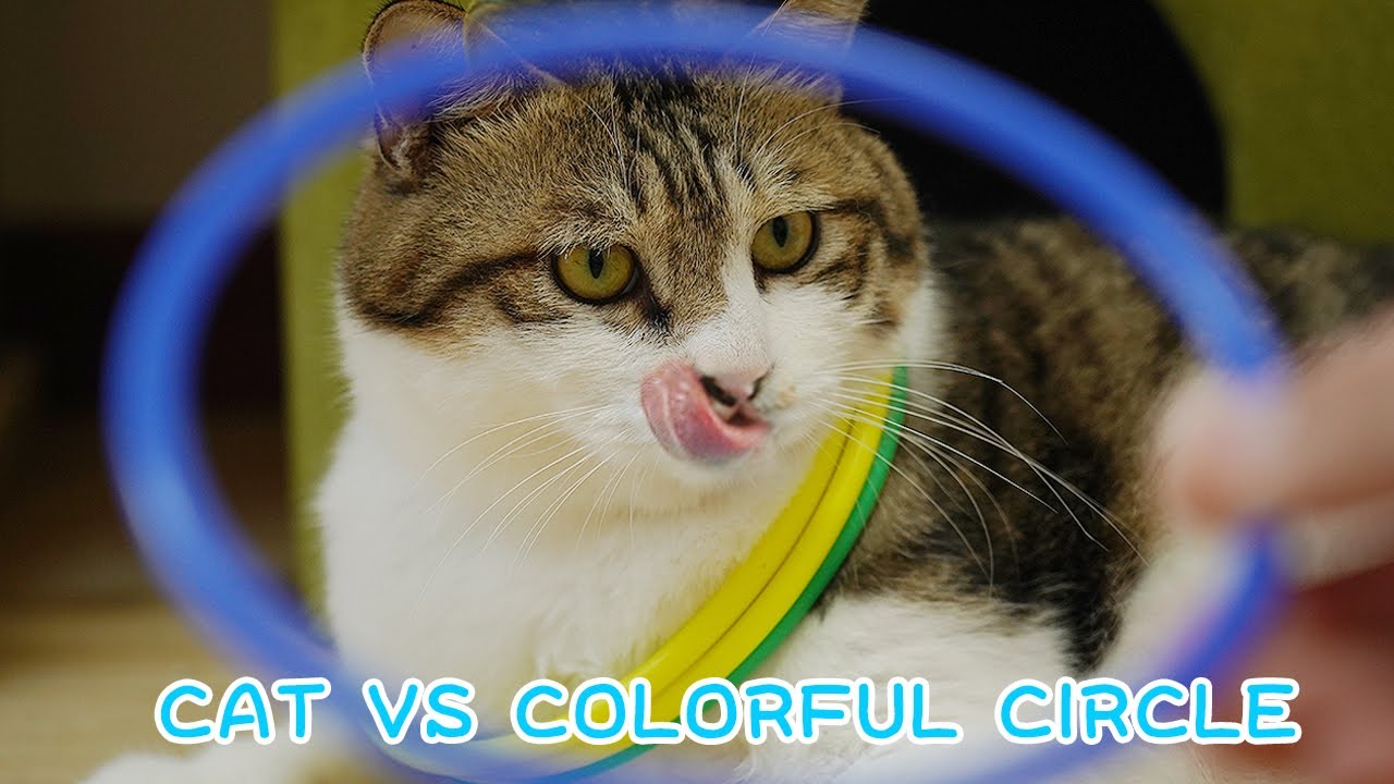 Circle set cat game officially begins!🎉| Funny Cat Studio - YouTube