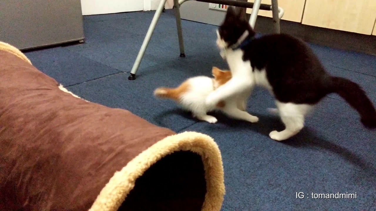 Cat Wrestling | 4K - YouTube