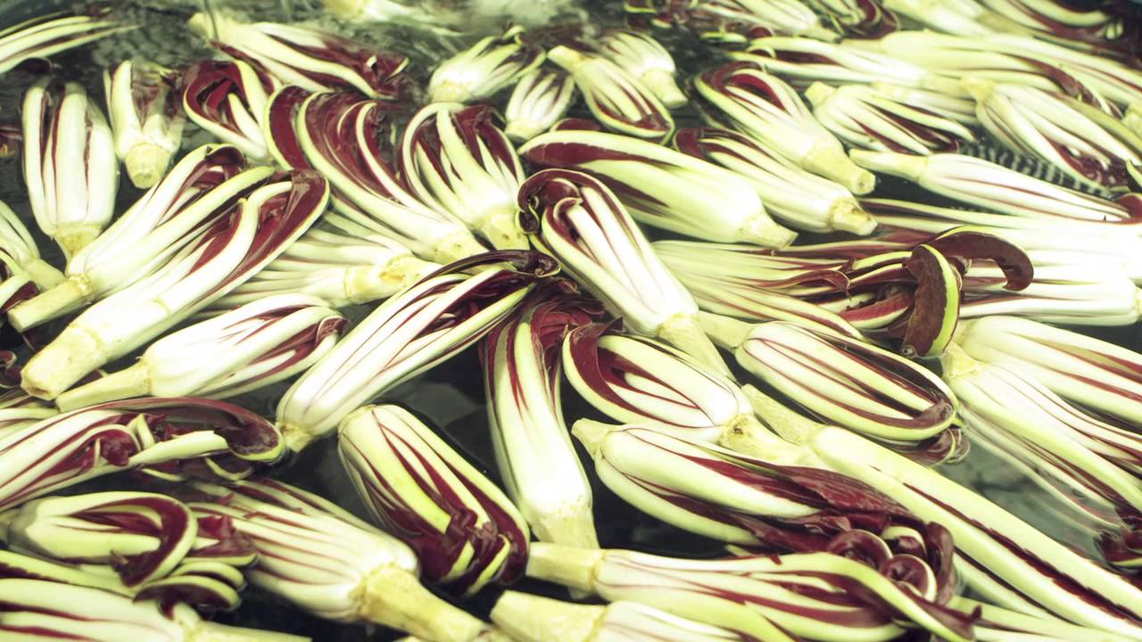 Radicchio Rosso di Treviso IGP- Come nasce il Fiore d'Inverno - YouTube