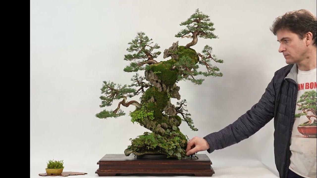 Juniperus chinensis roca XX aniversario IRUN BONSAI - YouTube