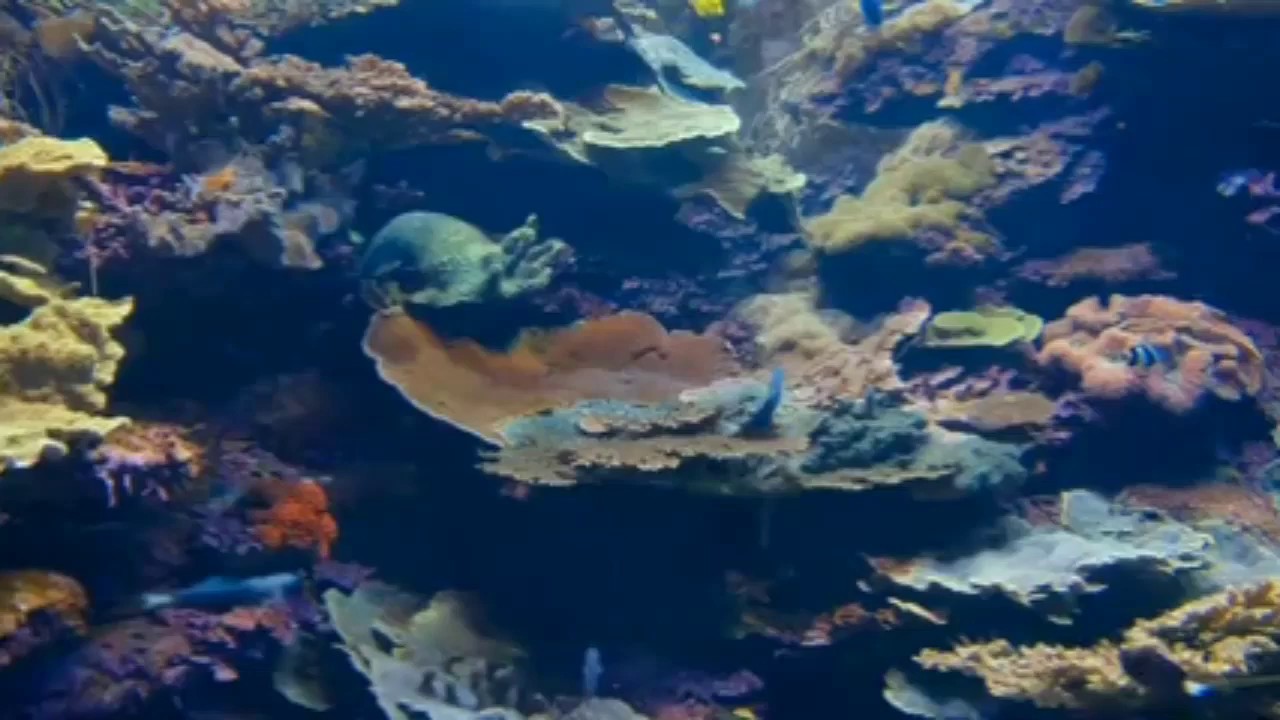 Amazing Footage video of wildlife animals and diversity of Earth HD ...