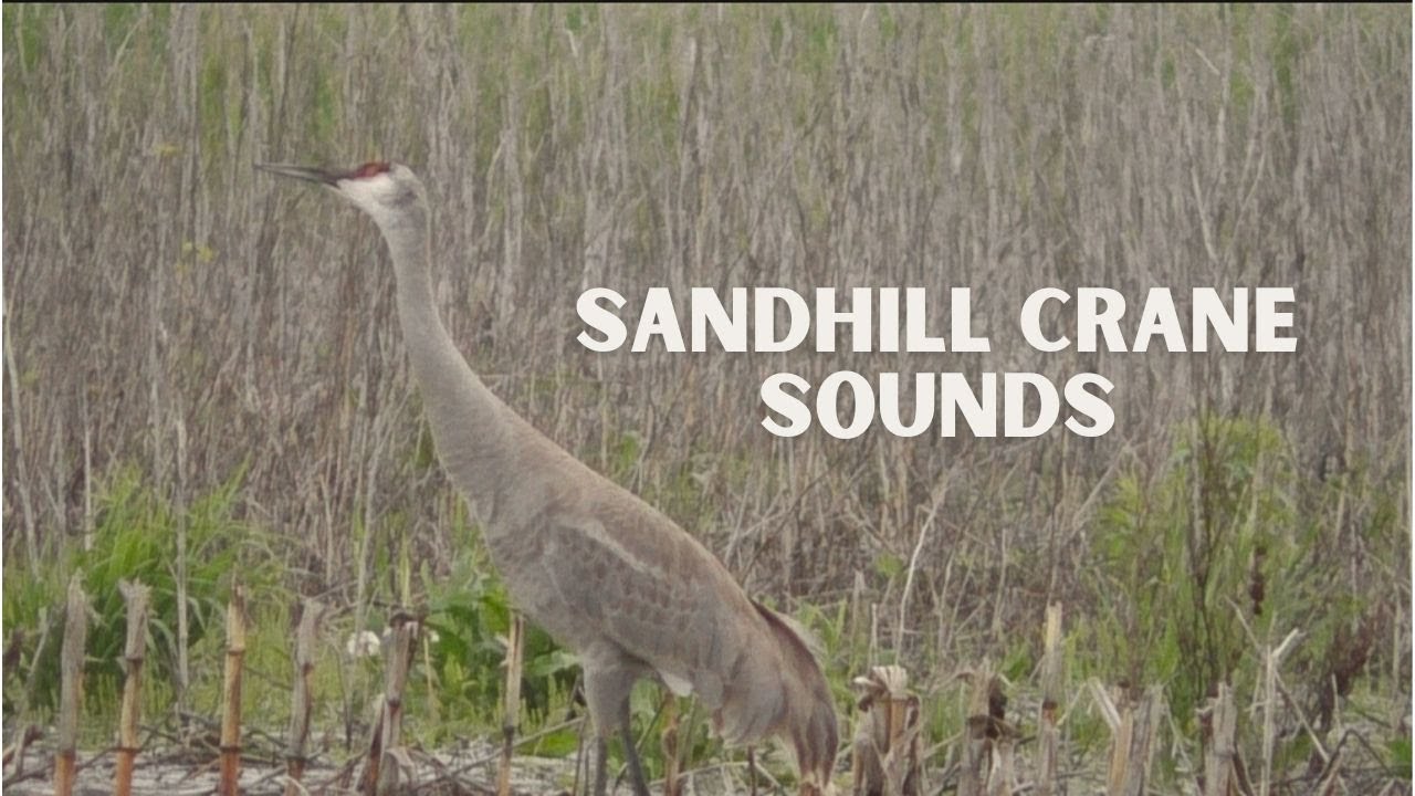 Sandhill Crane Sounds and Behaviors - YouTube