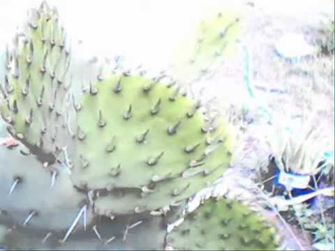 prickly pear cactus grafted on a columnar cactus - YouTube