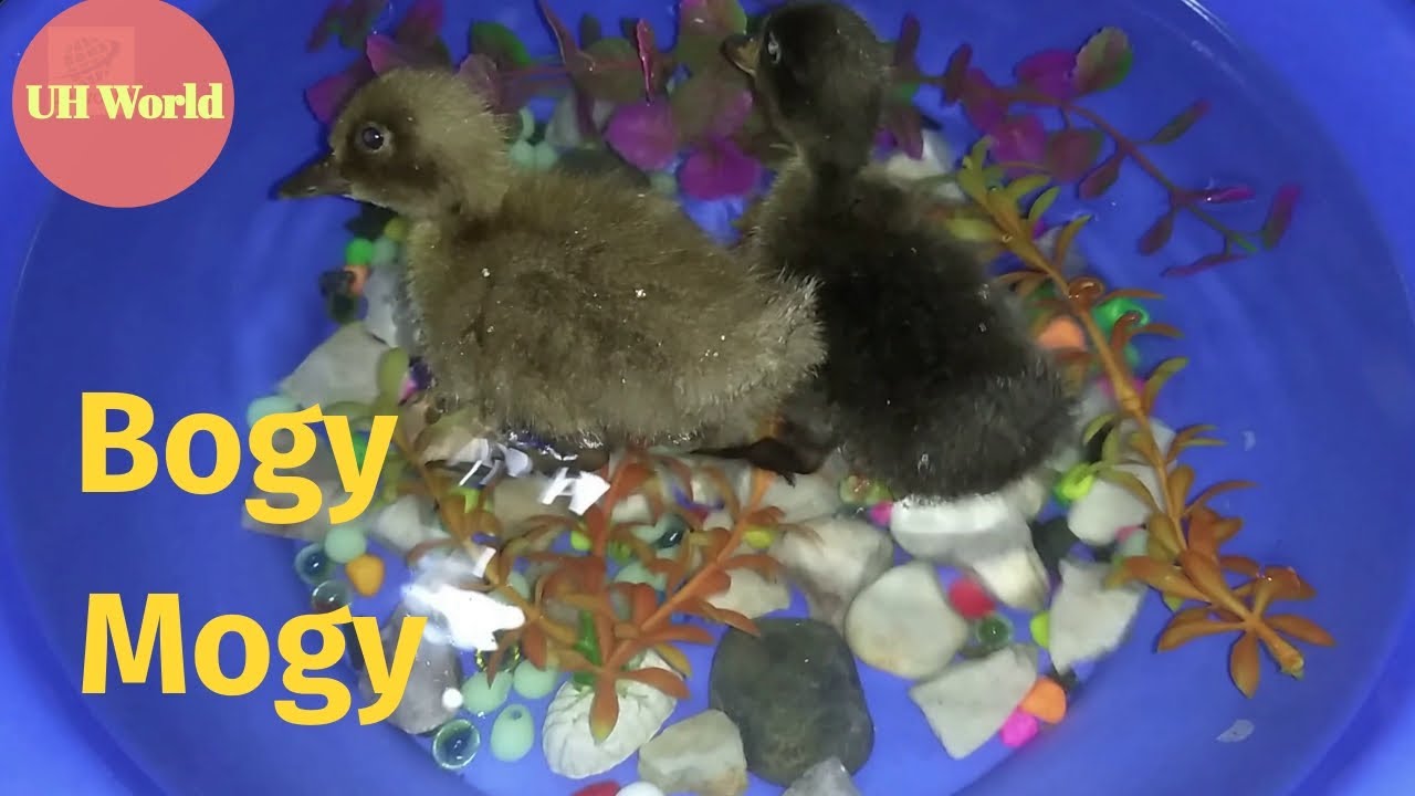 Baby ducks in my pool || Duck babies || Cute babies || Kids || Kids ...