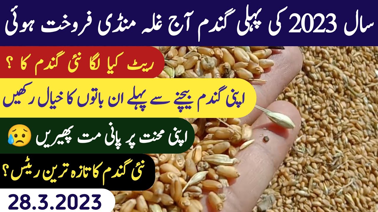 New wheat price in galla mandi 2023|Government wheat price in Punjab ...