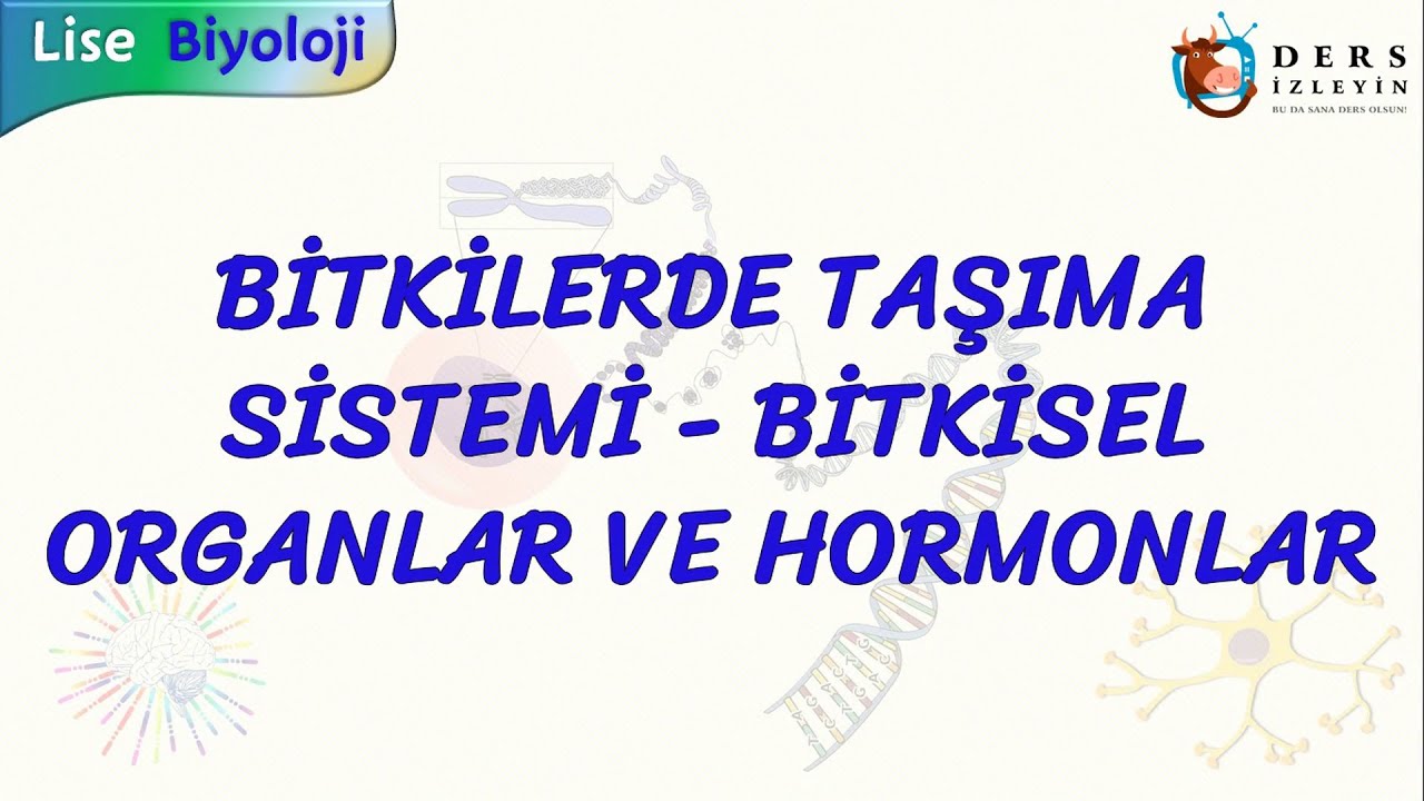 BİTKİLERDE TAŞIMA SİSTEMİ - BİTKİSEL ORGANLAR VE HORMONLAR - YouTube