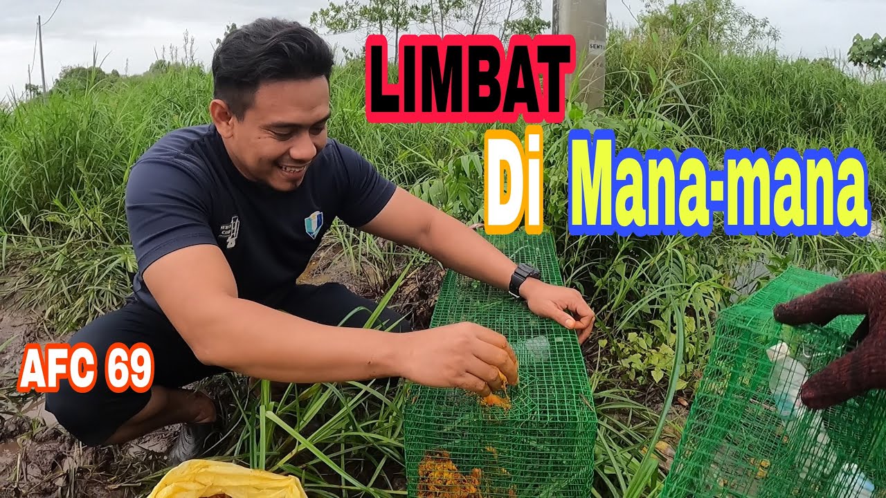 IKAN LIMBAT PINGGIR HIGHWAY. AFC 69. - YouTube