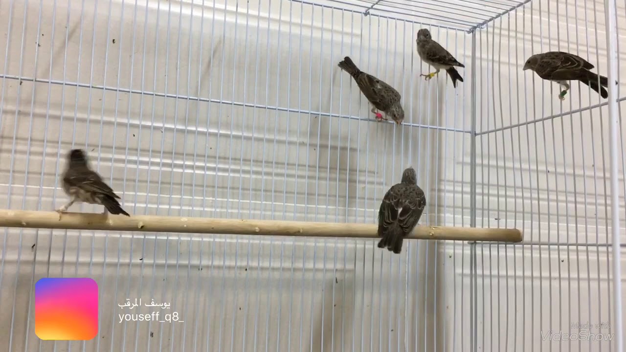 طائر الياسمين رصاصي grey singing finch - YouTube
