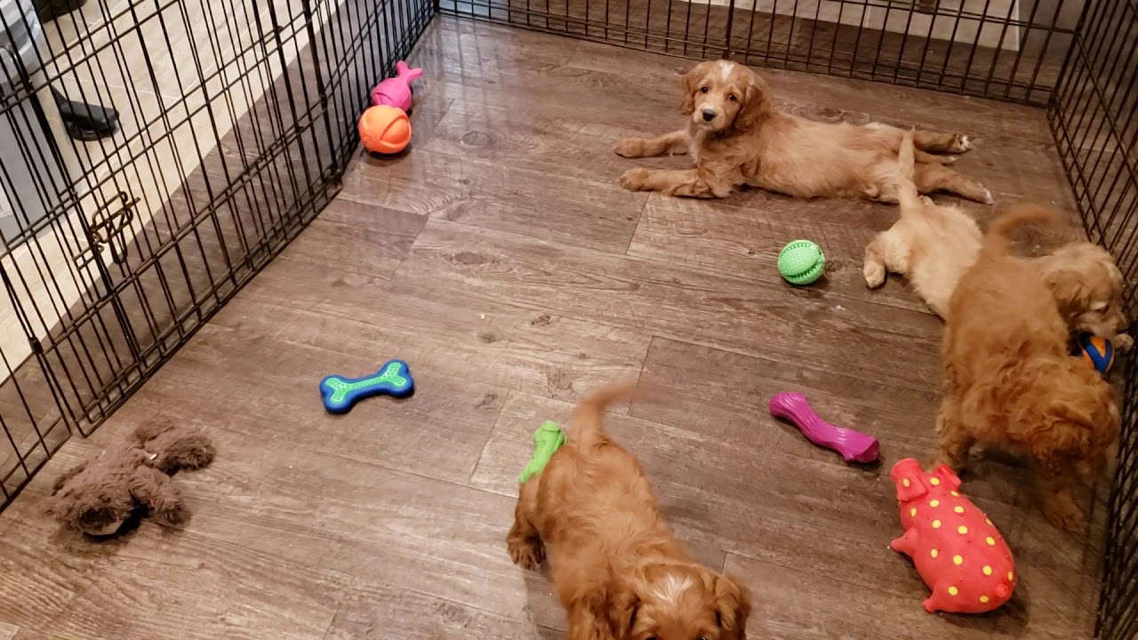 Smooth Cockapoo Puppies - Toy time - YouTube