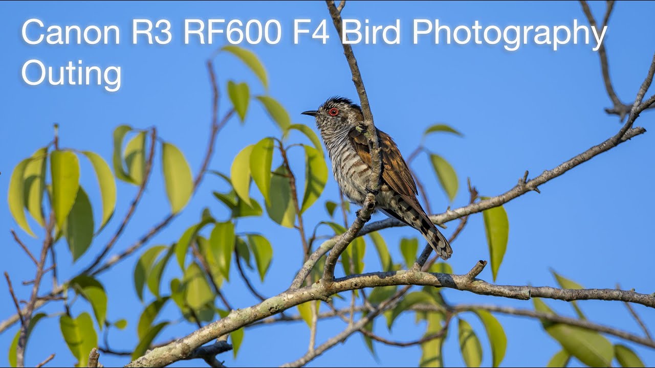 Canon R3 RF 600 F4 Bird Photography Outing - YouTube