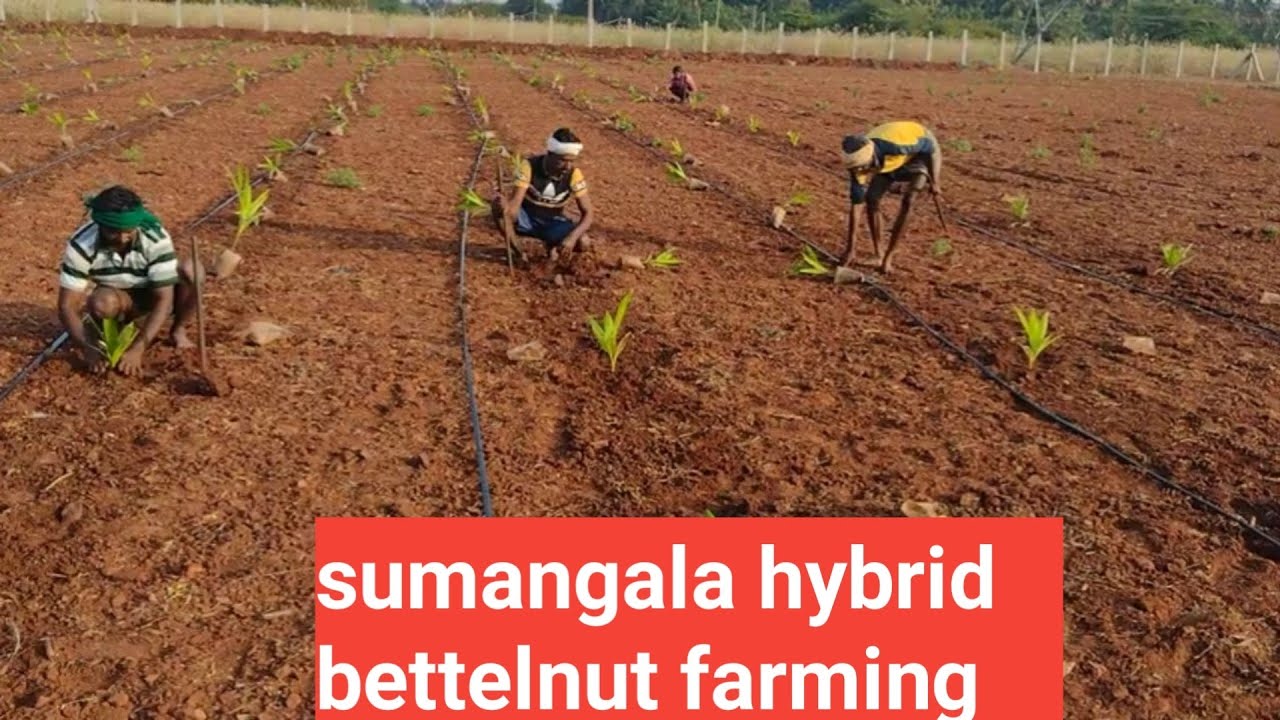 sumangala hybrid betelnut farming in Assam, - YouTube