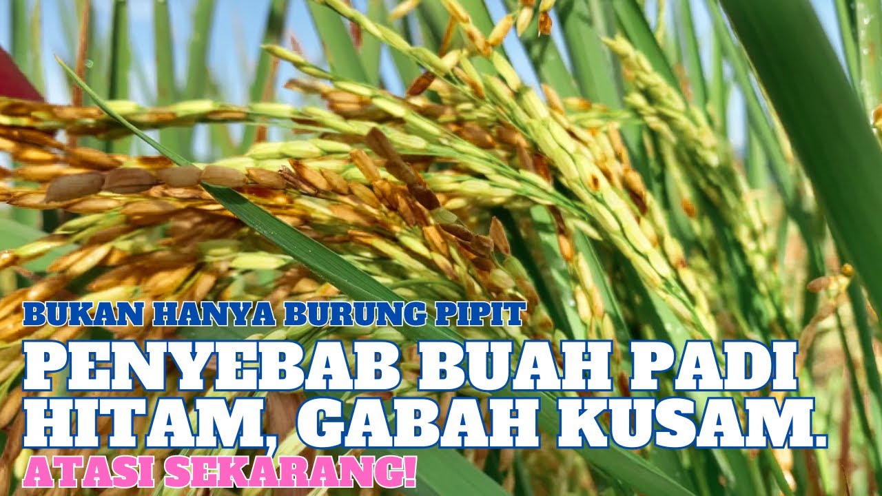 4 penyebab buah padi hitam gabah kusam hampa dan cara mengatasi ...