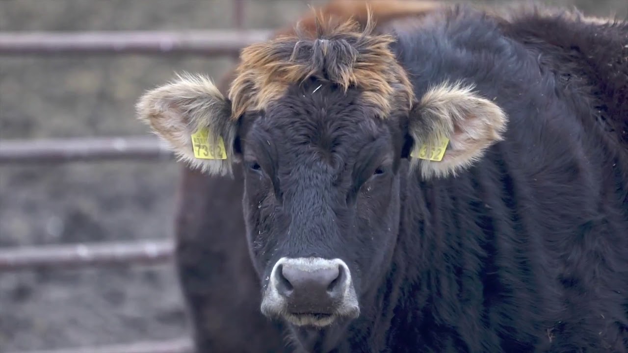 Cow Cattle in Ukraine - YouTube