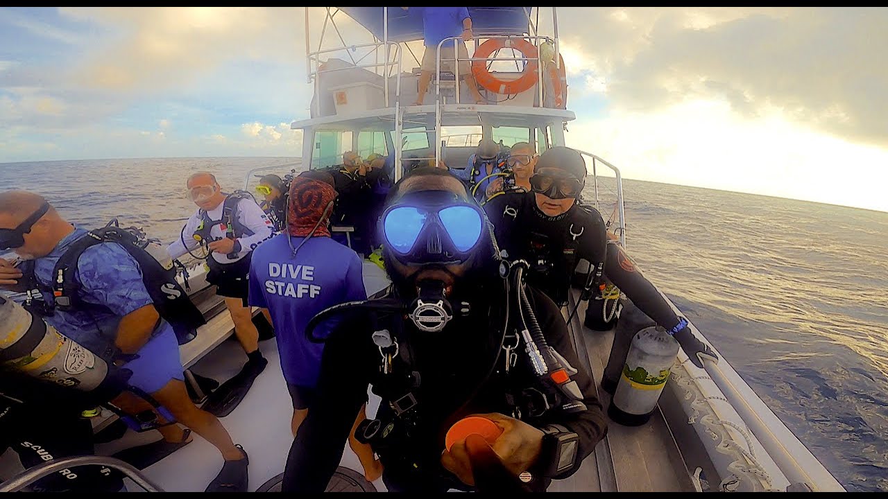 Goliath Grouper Scuba Dive in Jupiter off the coast of Florida Raw and ...